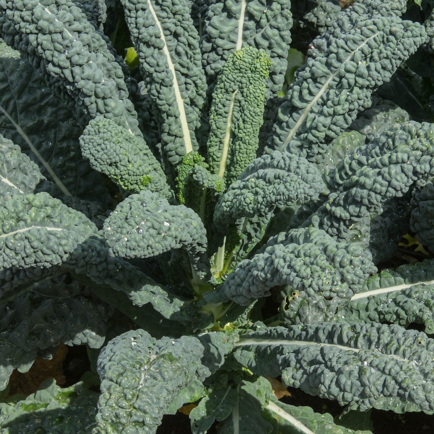 Palmkohl Nero di Toscana Samen – samenfritze