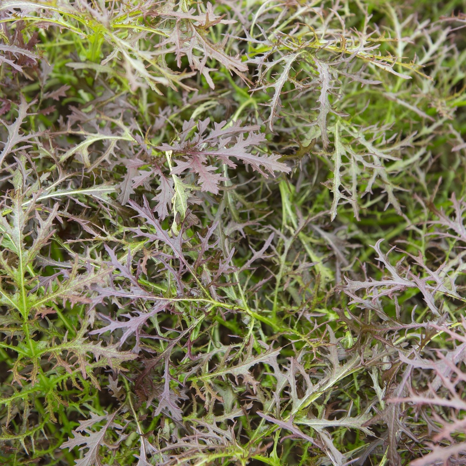 Bio-Blattsenf Purple Frills Samen – samenfritze
