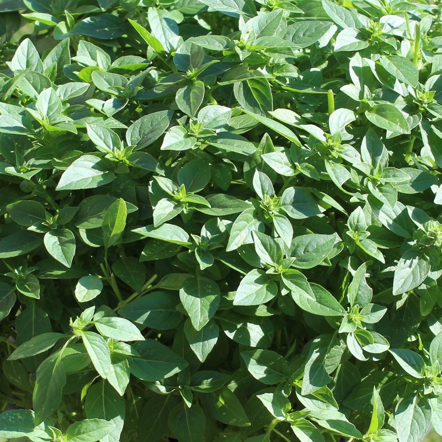Griechischer Basilikum Samen, Ocimum basilicum var minimum – samenfritze