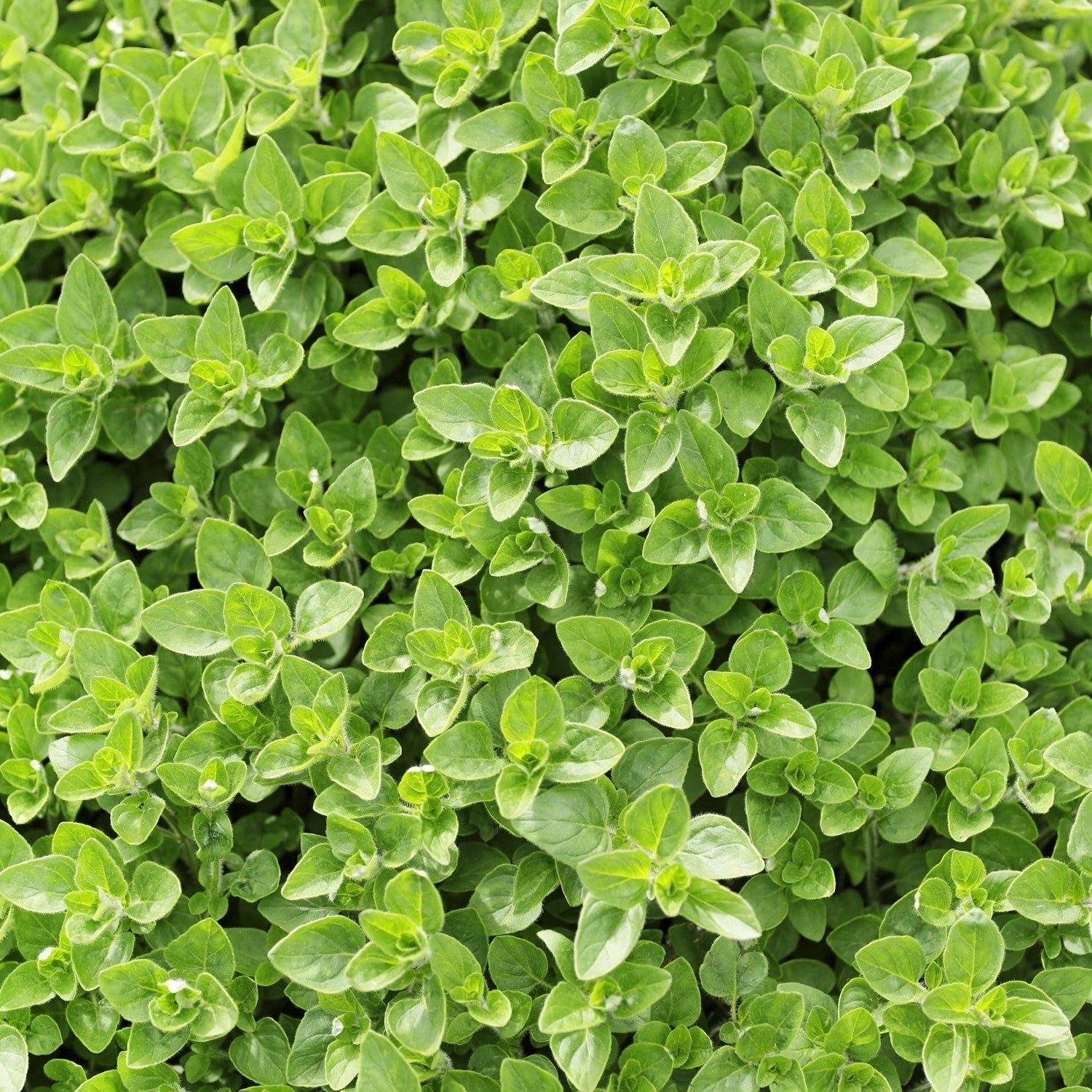 Majoran Samen, Origanum marjorana – samenfritze