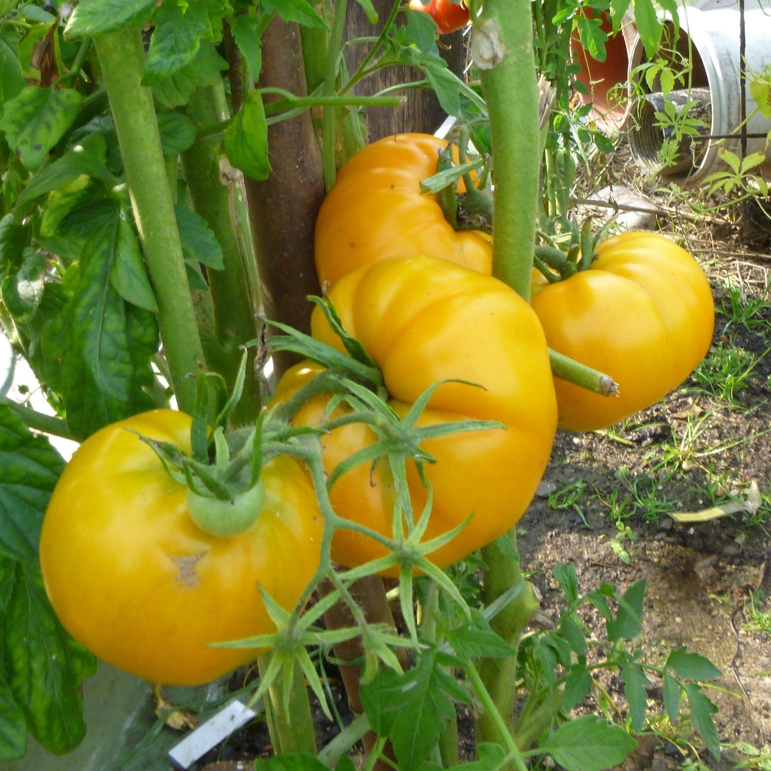 Huge Lemon Oxheart Bio-Tomatensamen – samenfritze