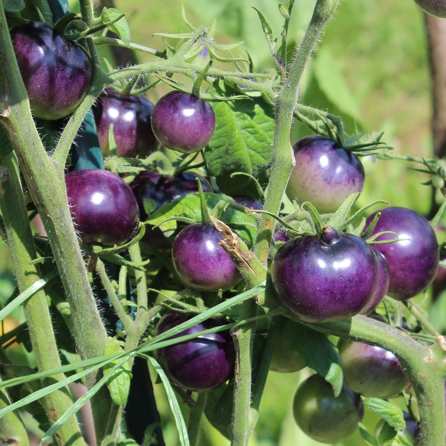 Bosque Blue Bio-Tomatensamen – samenfritze